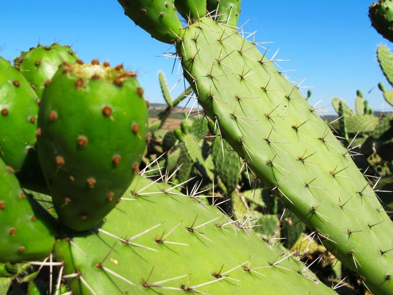 Prickly pear, an Andalusian Summer Fruit