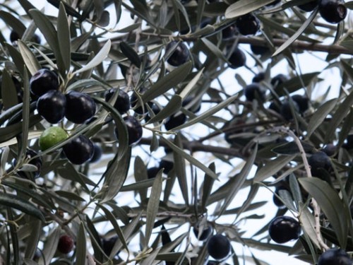 Spanish Marinated Olives - Andalusian Style( First Part)