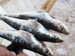 Espetos, the Grilled Sardines from Malaga. All you need to know