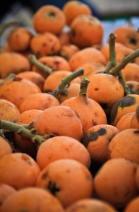 The loquat fruit in Spain