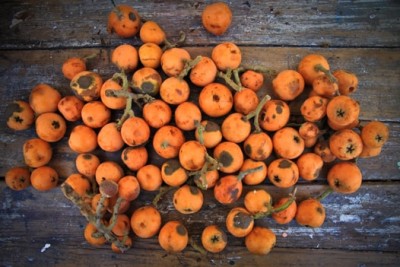 The loquat fruit in Spain