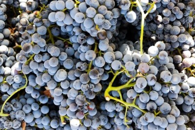 Wines of Malaga - Discover one of the oldest wine regions in the world